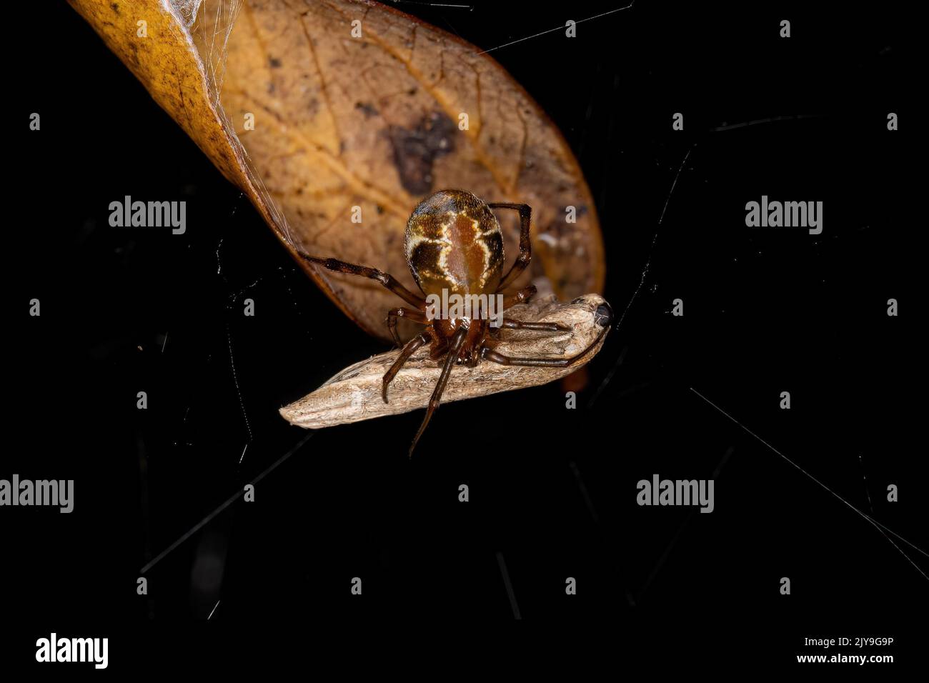 Adult Female Comb footed Platform Spider of the species Nihonhimea ...