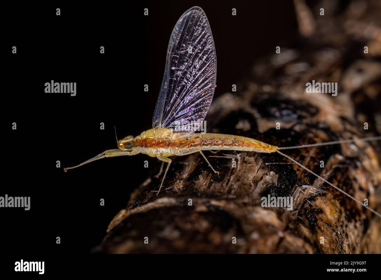 Adult Female Mayfly Insect of the Genus Camelobaetidius Stock Photo - Alamy