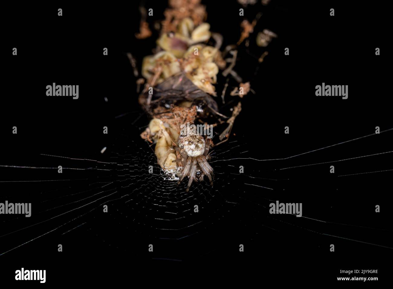 Small Trashline Orbweaver Spider of the Genus Cyclosa Stock Photo - Alamy