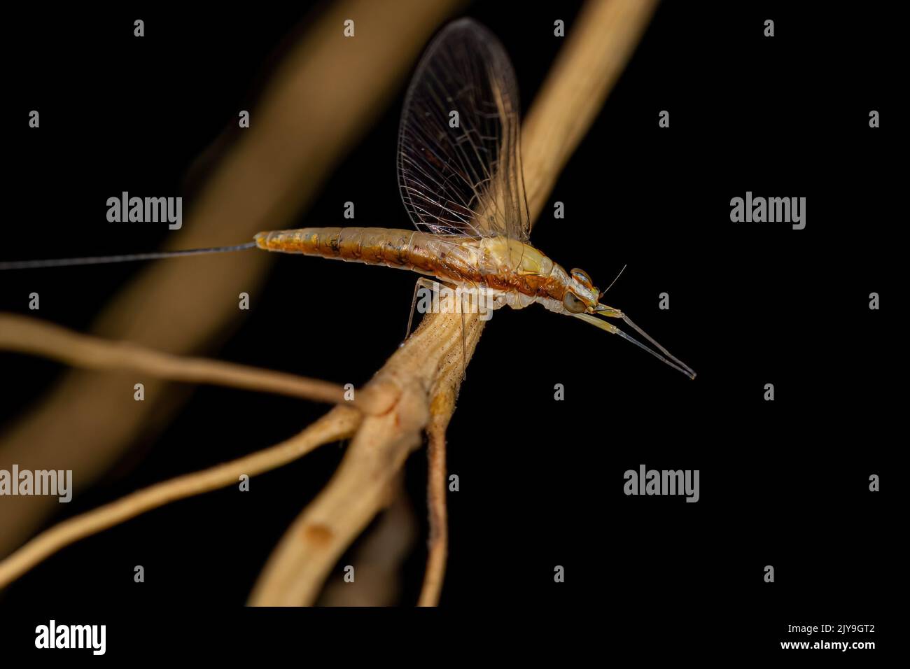 Adult Female Mayfly Insect of the Genus Camelobaetidius Stock Photo - Alamy