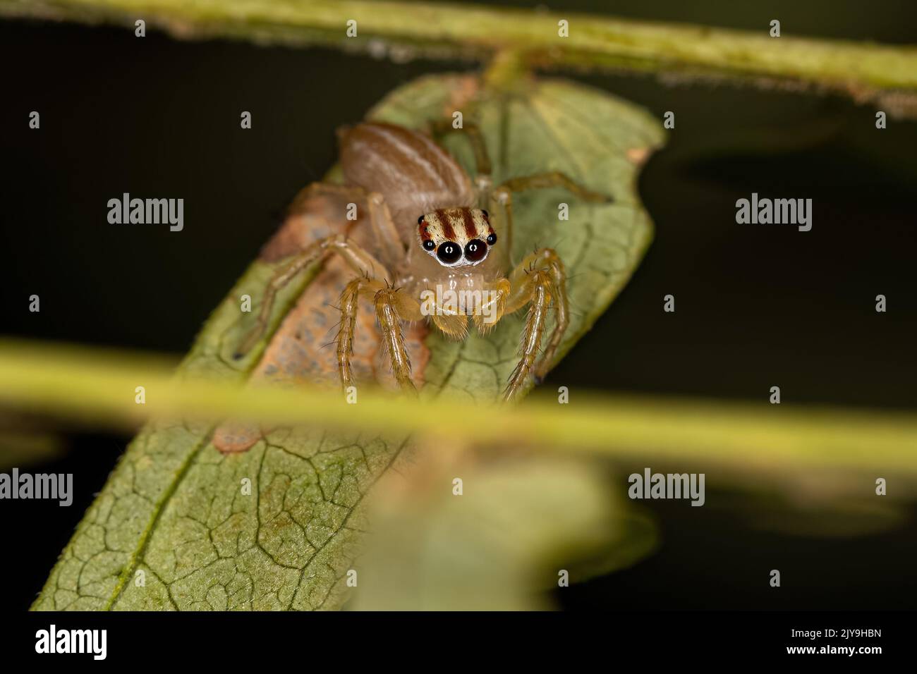 Small Male Jumping Spider of the Genus Chira Stock Photo - Alamy
