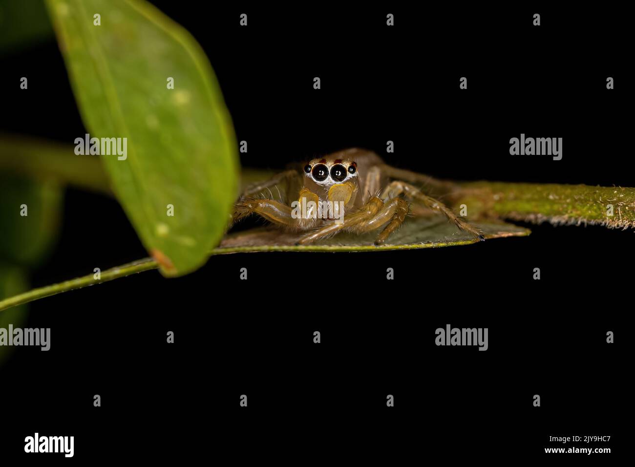 Small Male Jumping Spider of the Genus Chira Stock Photo - Alamy