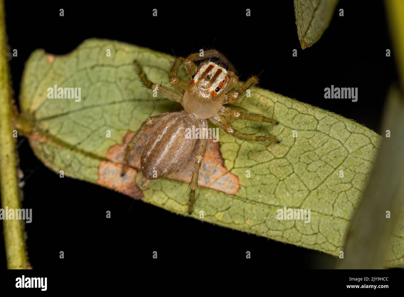 Small Male Jumping Spider of the Genus Chira Stock Photo - Alamy
