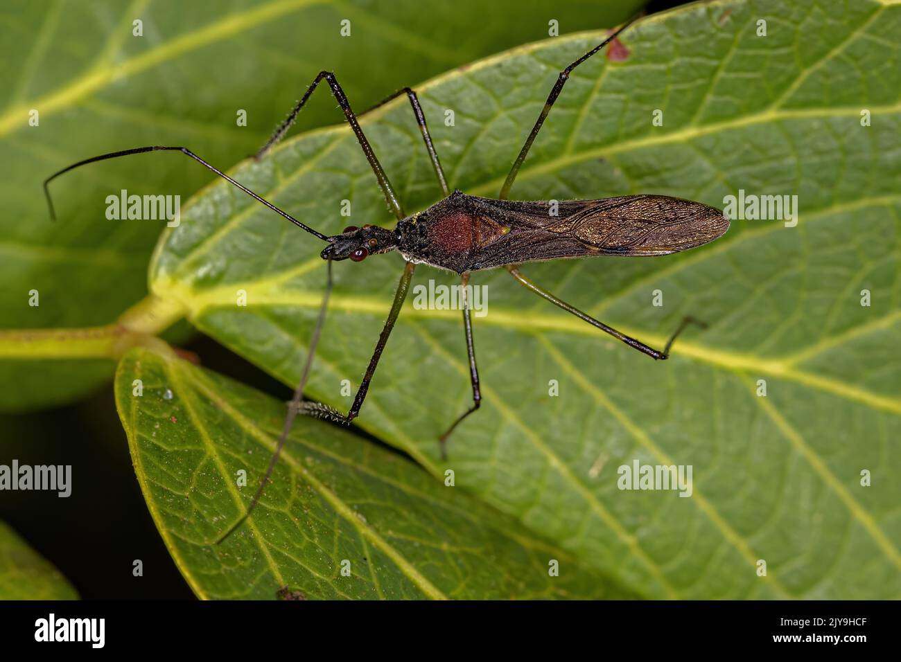 Adult Assassin Bug of the Genus Zelus Stock Photo - Alamy