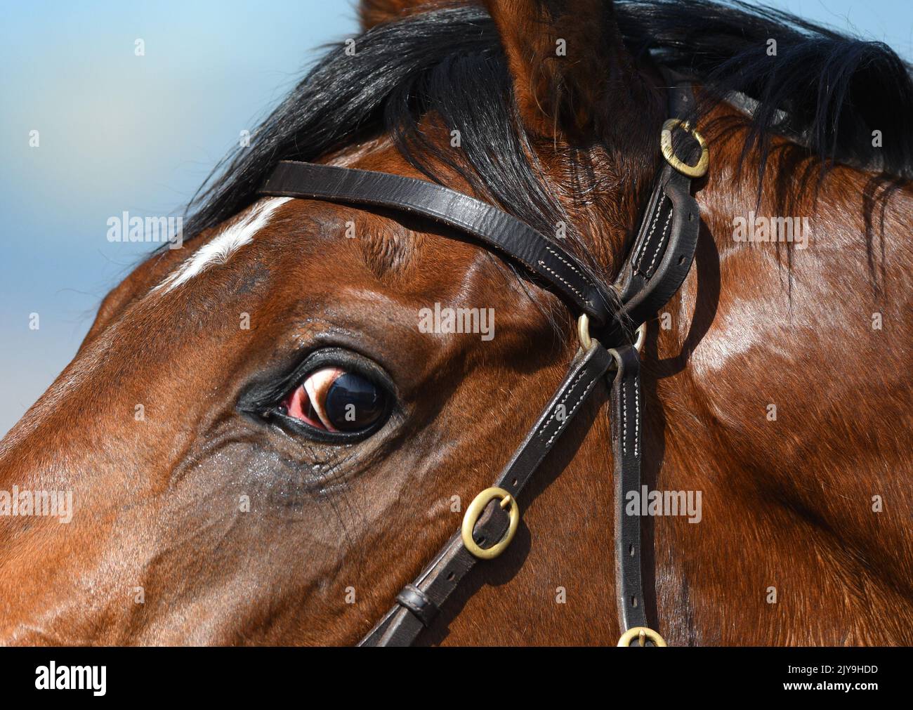 Just Benjamin (UNPLACED) after race 8, the Troy Janssens Handicap ...