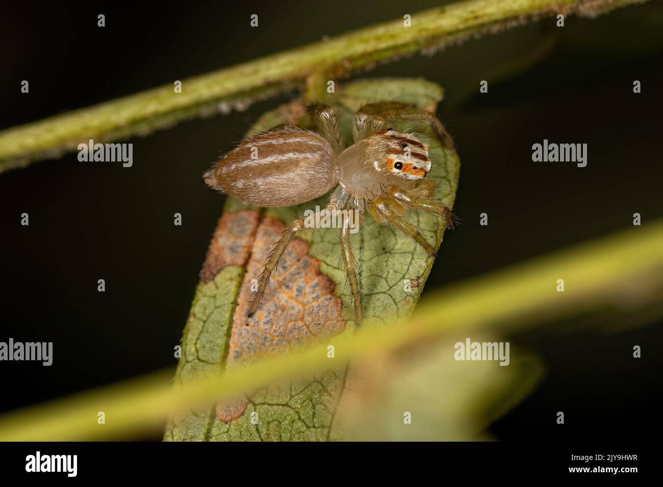 Small Male Jumping Spider of the Genus Chira Stock Photo - Alamy