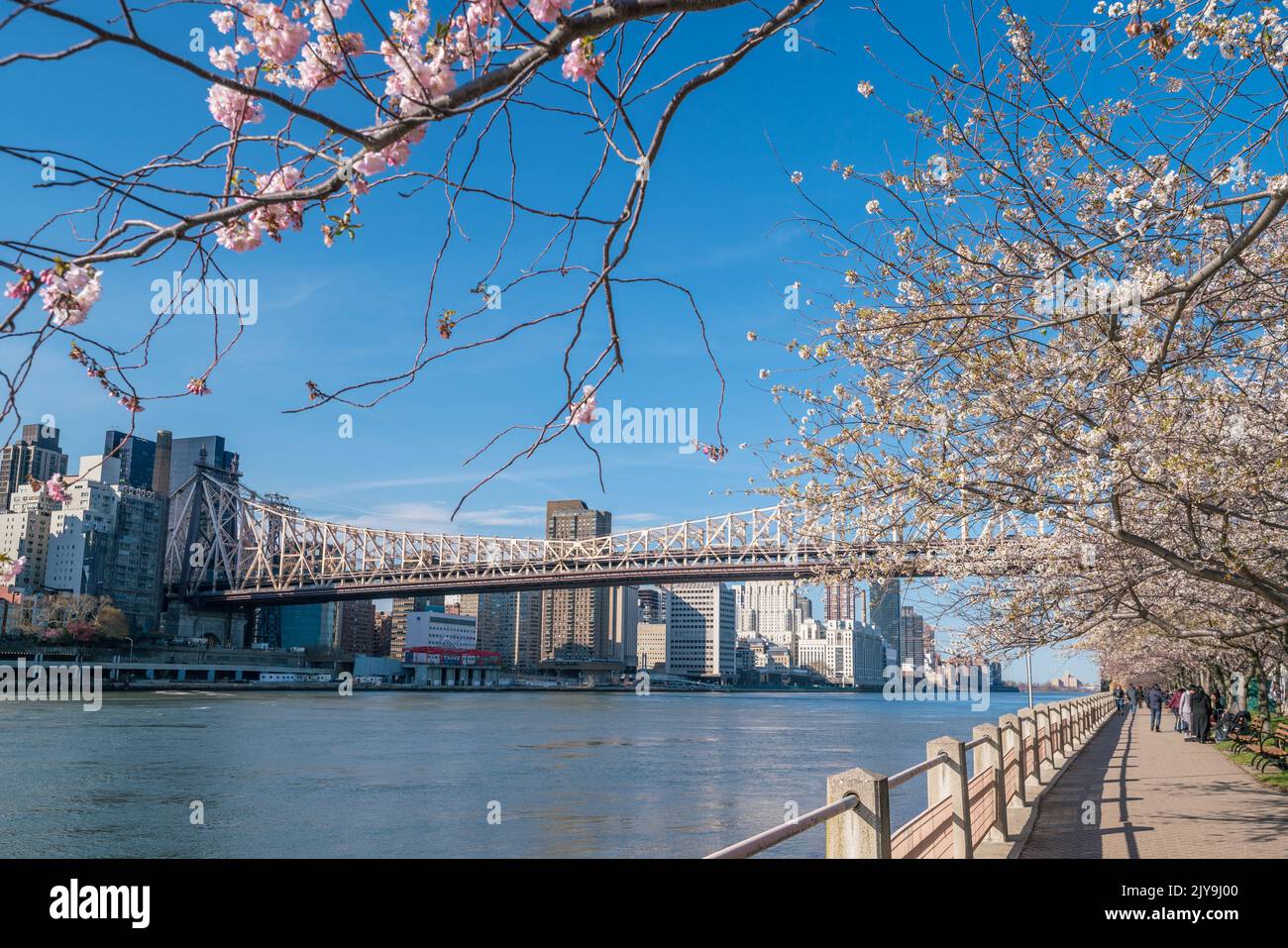 Queen bridge to Roosevelt Island during cherry blossom in New York City ...