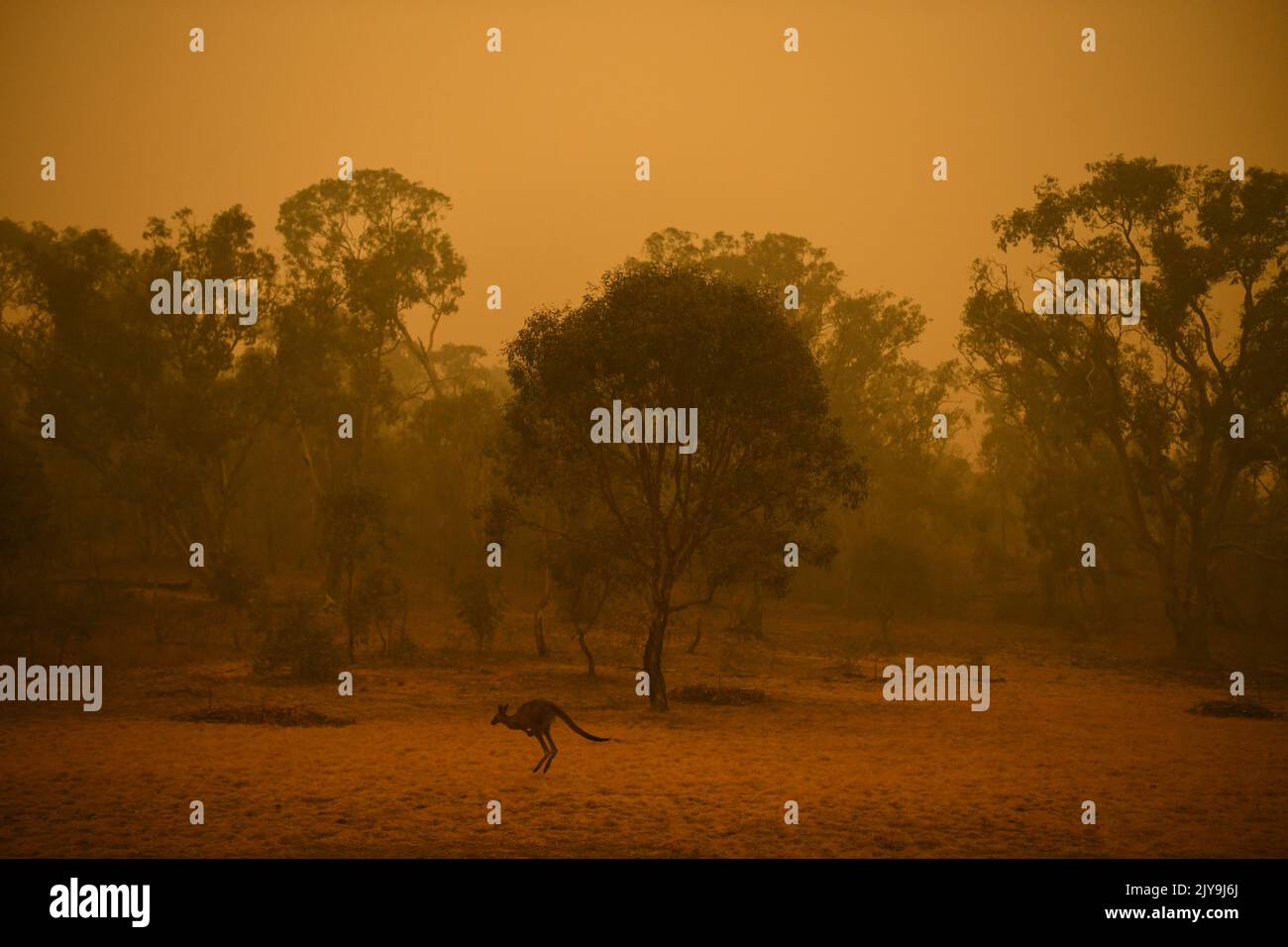 A kangaroo is seen in bushland surrounded by smoke haze early morning ...