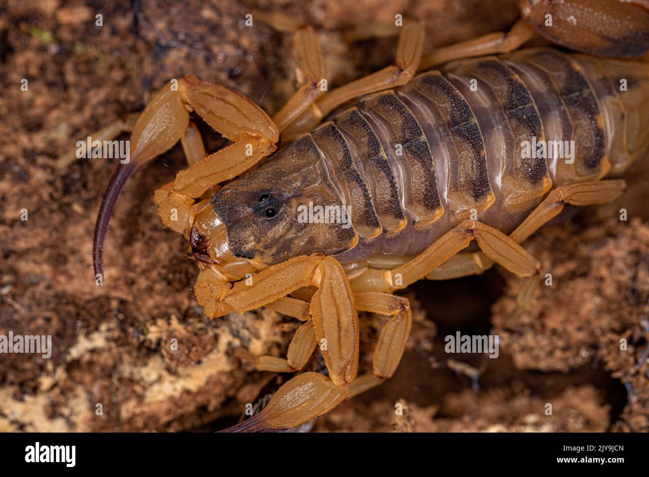 Adult Female Brazilian Yellow Scorpion of the species Tityus serrulatus ...