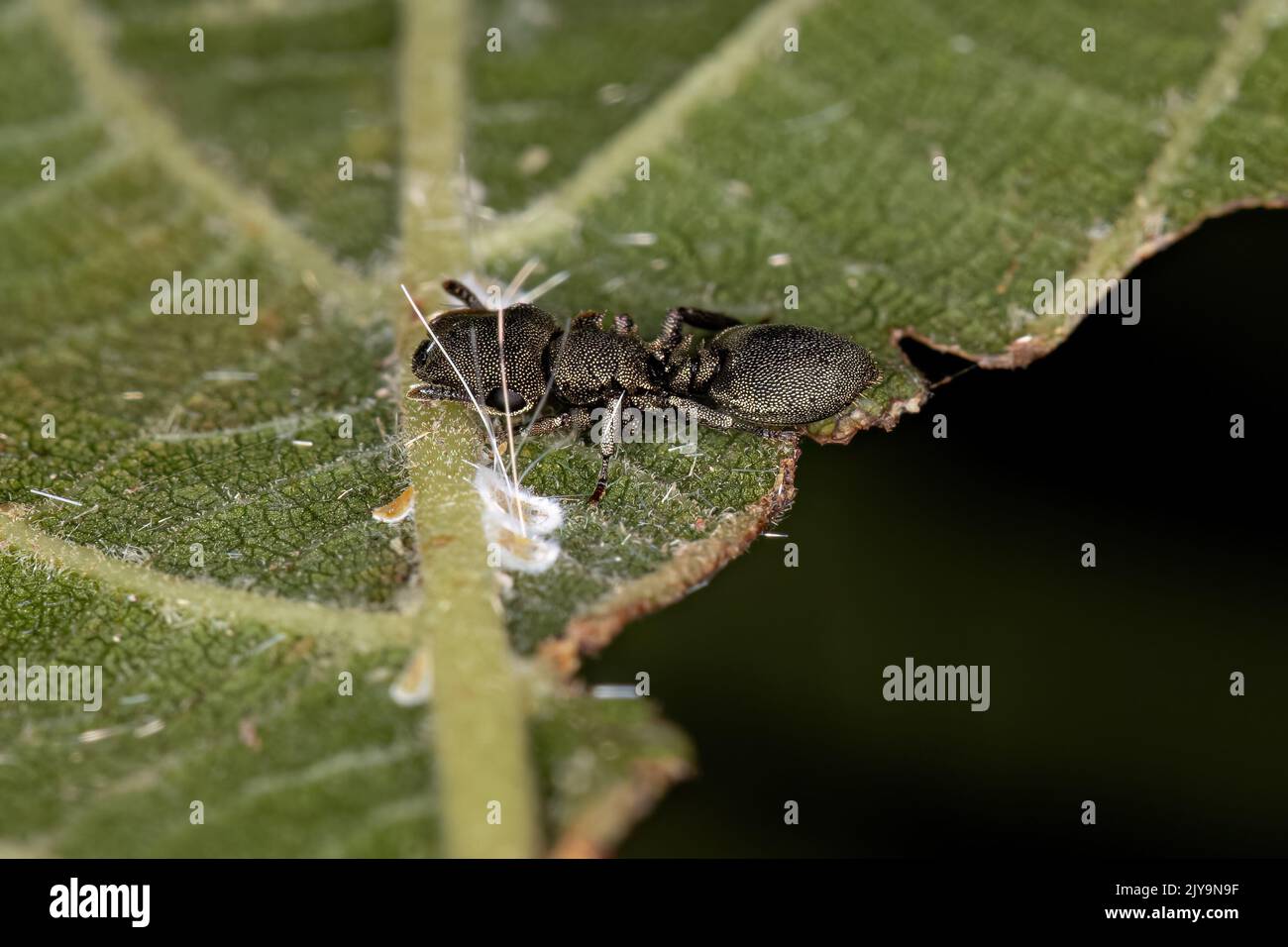 Adult Turtle Ant of the species Cephalotes borgmeieri Stock Photo - Alamy