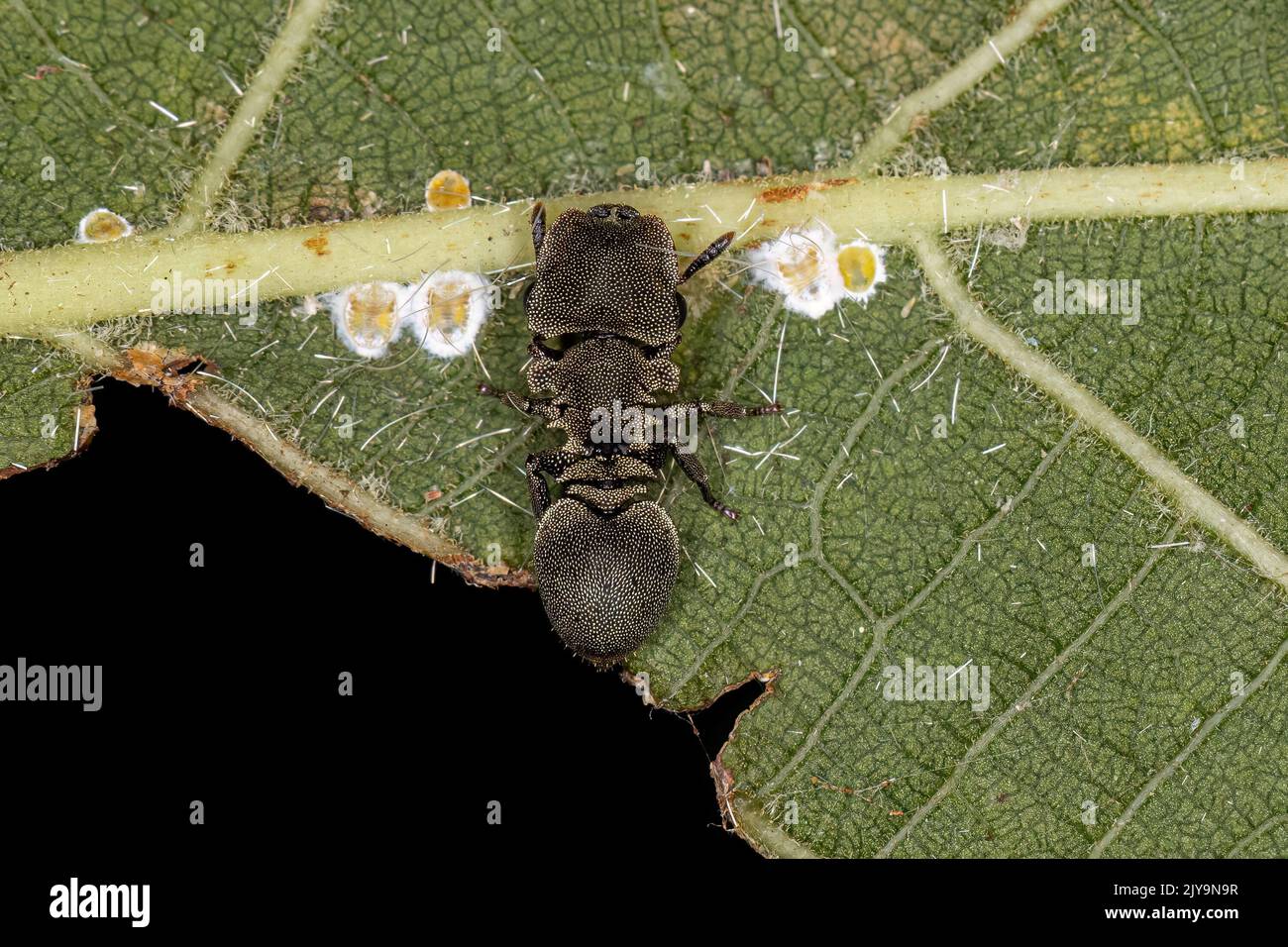 Adult Turtle Ant of the species Cephalotes borgmeieri Stock Photo - Alamy