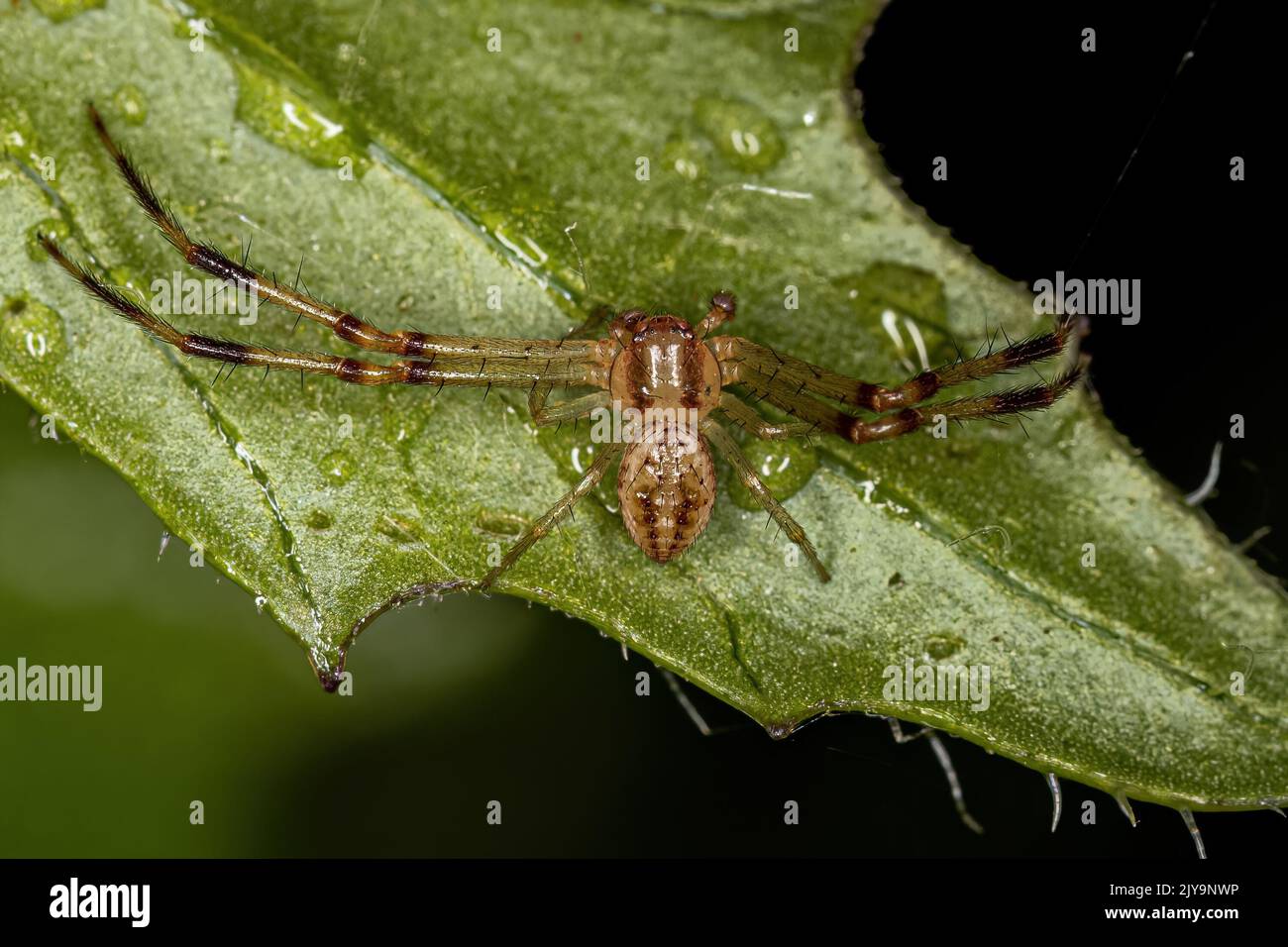 Adult Male Crab Spider of the Family Thomisidae Stock Photo - Alamy
