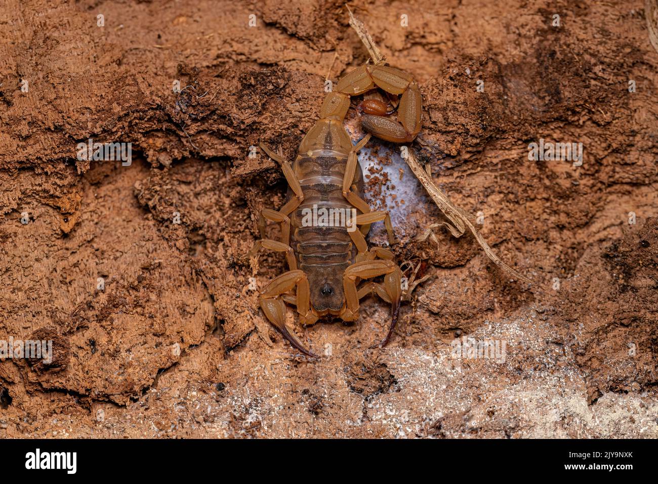 Adult Female Brazilian Yellow Scorpion of the species Tityus serrulatus ...