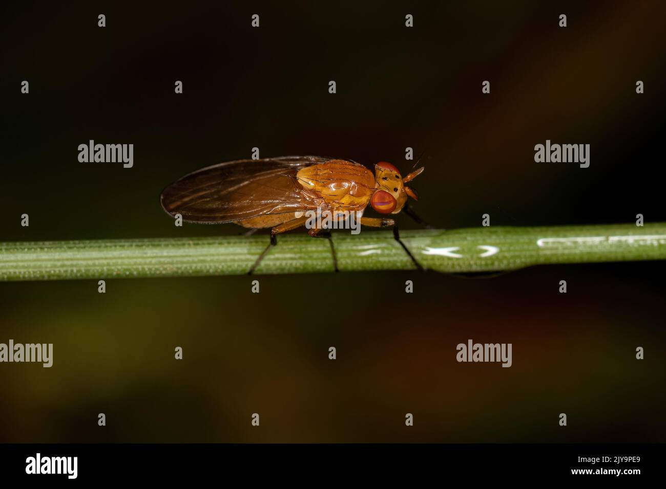 Adult Lauxaniid Fly of the genus Physegenua Stock Photo - Alamy