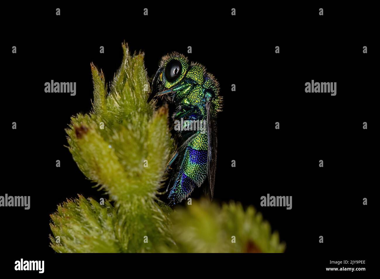 Adult Cuckoo Wasp of the Family Chrysididae Stock Photo - Alamy