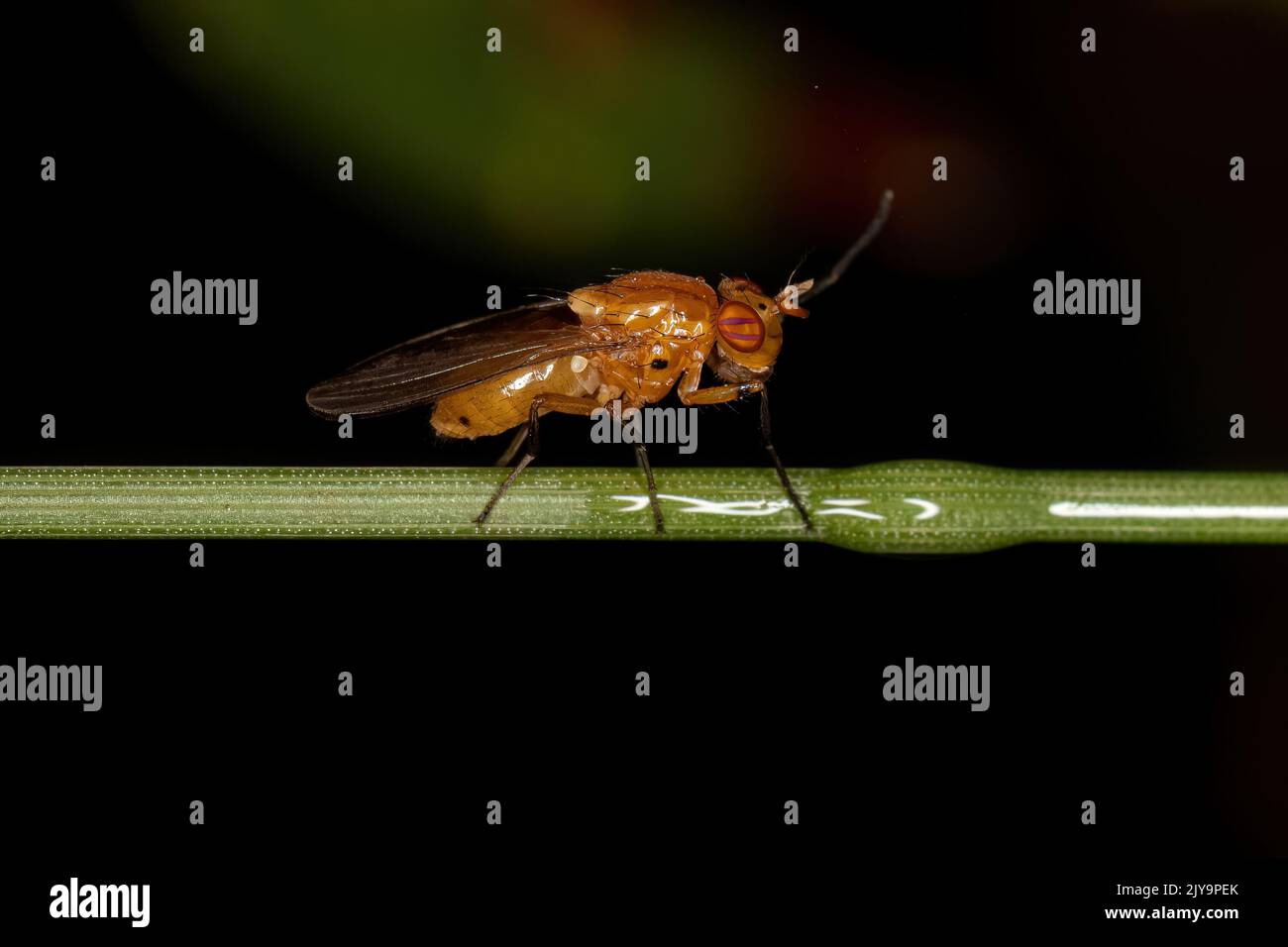 Adult Lauxaniid Fly of the genus Physegenua Stock Photo - Alamy