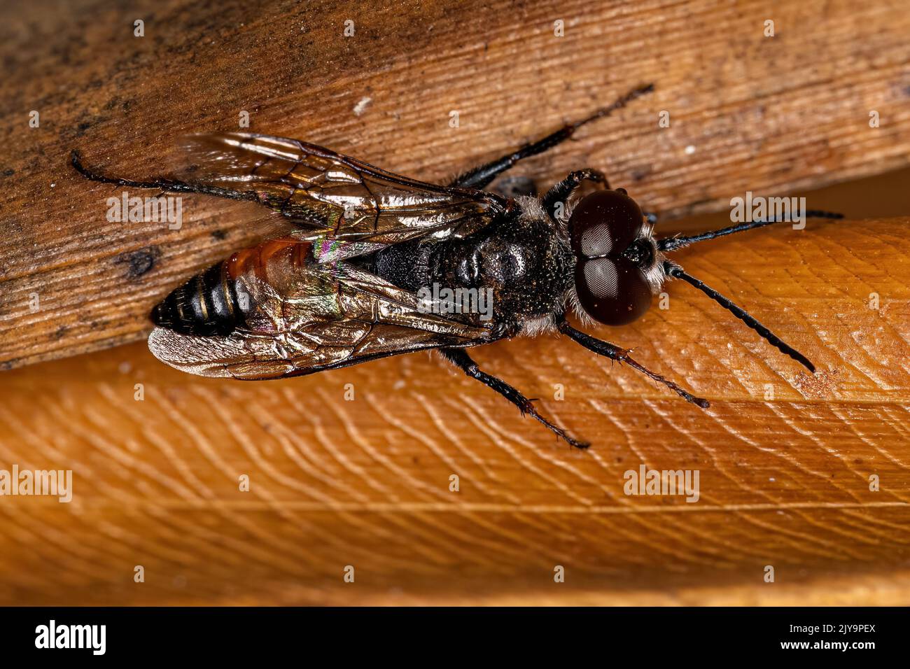 Adult parasitoid insect hi-res stock photography and images - Alamy