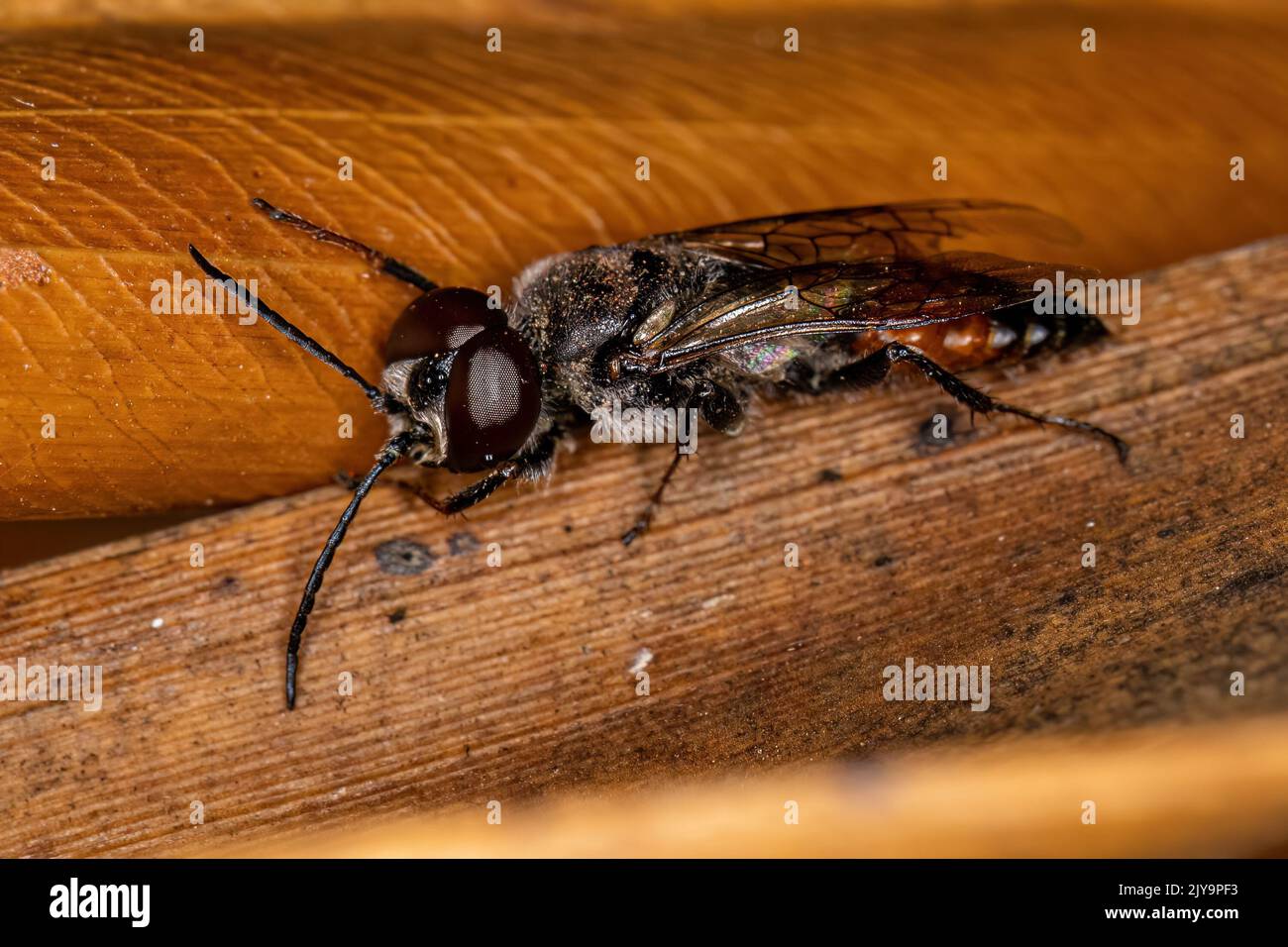 Male wasp hi-res stock photography and images - Alamy