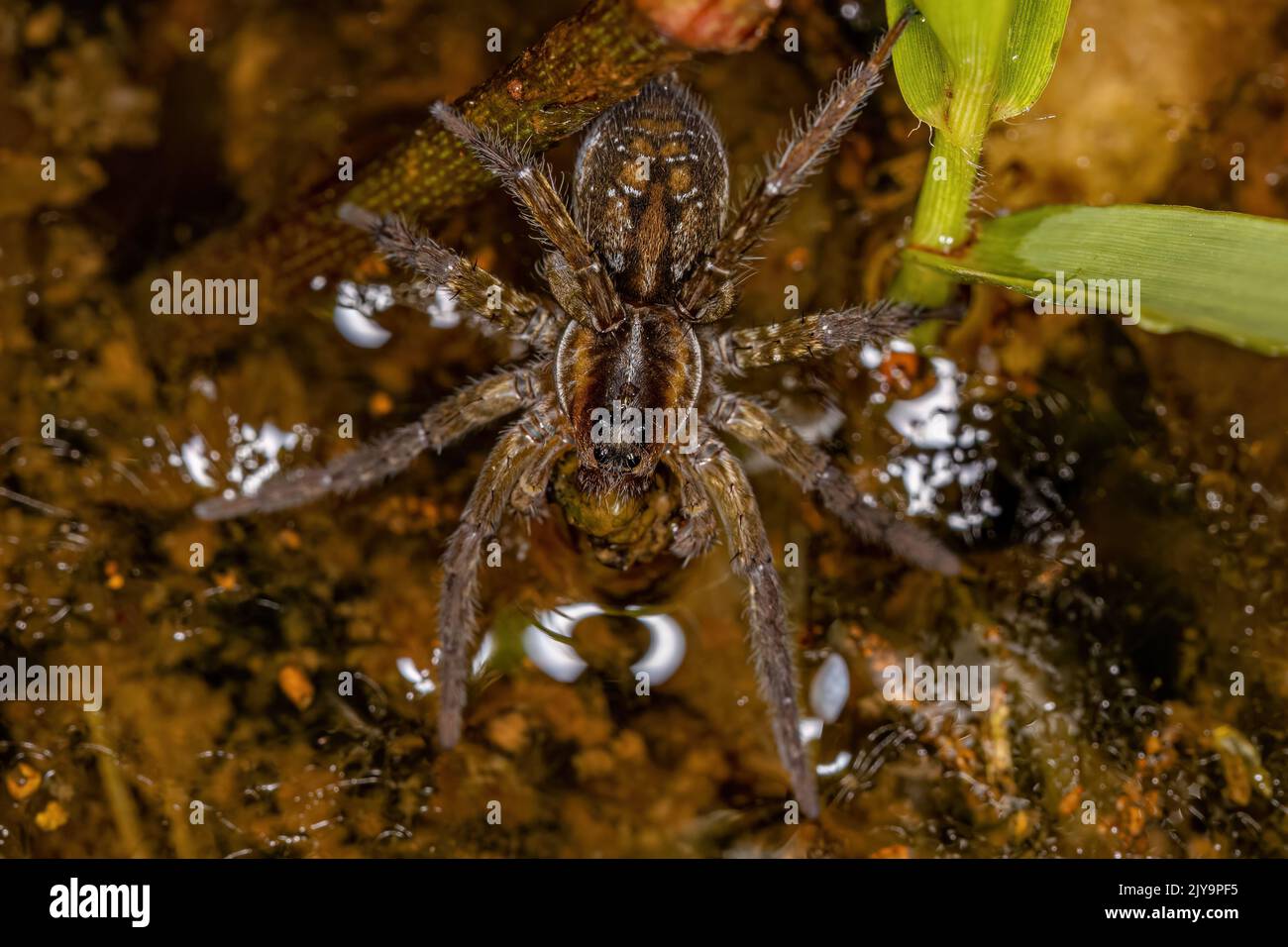 Aquatic Wolf Spider of the Family Lycosidae on water Stock Photo - Alamy