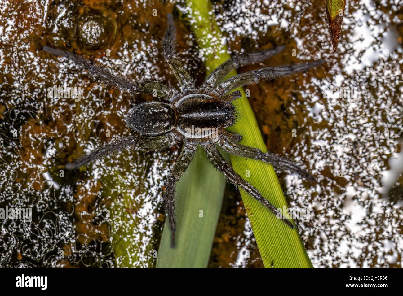 Aquatic Wolf Spider of the Family Lycosidae on water Stock Photo - Alamy