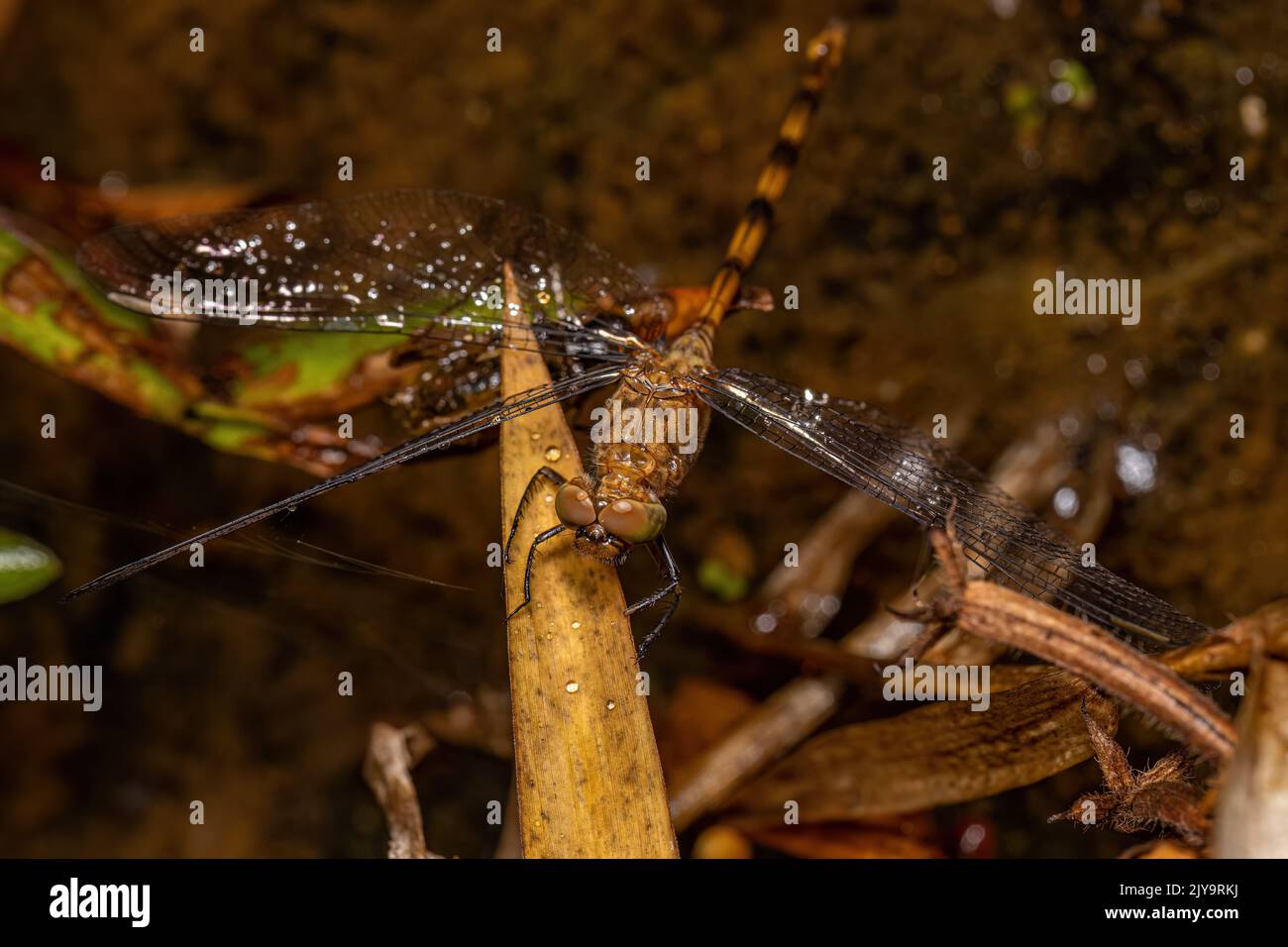 Adult Dragonfly Insect of the Family Libellulidae Stock Photo - Alamy