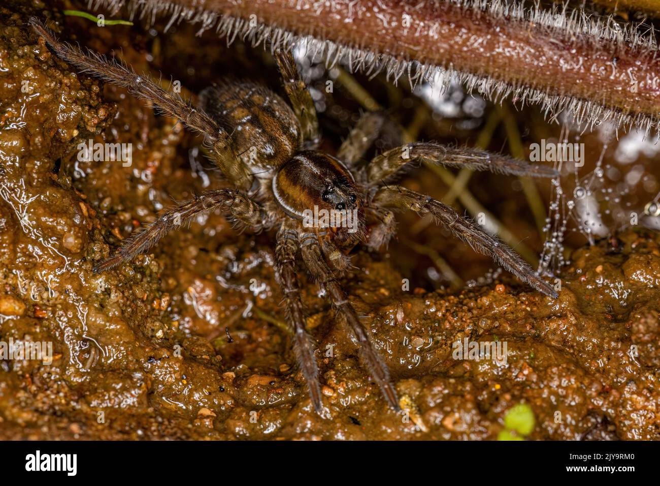 Aquatic Wolf Spider of the Family Lycosidae on water Stock Photo - Alamy