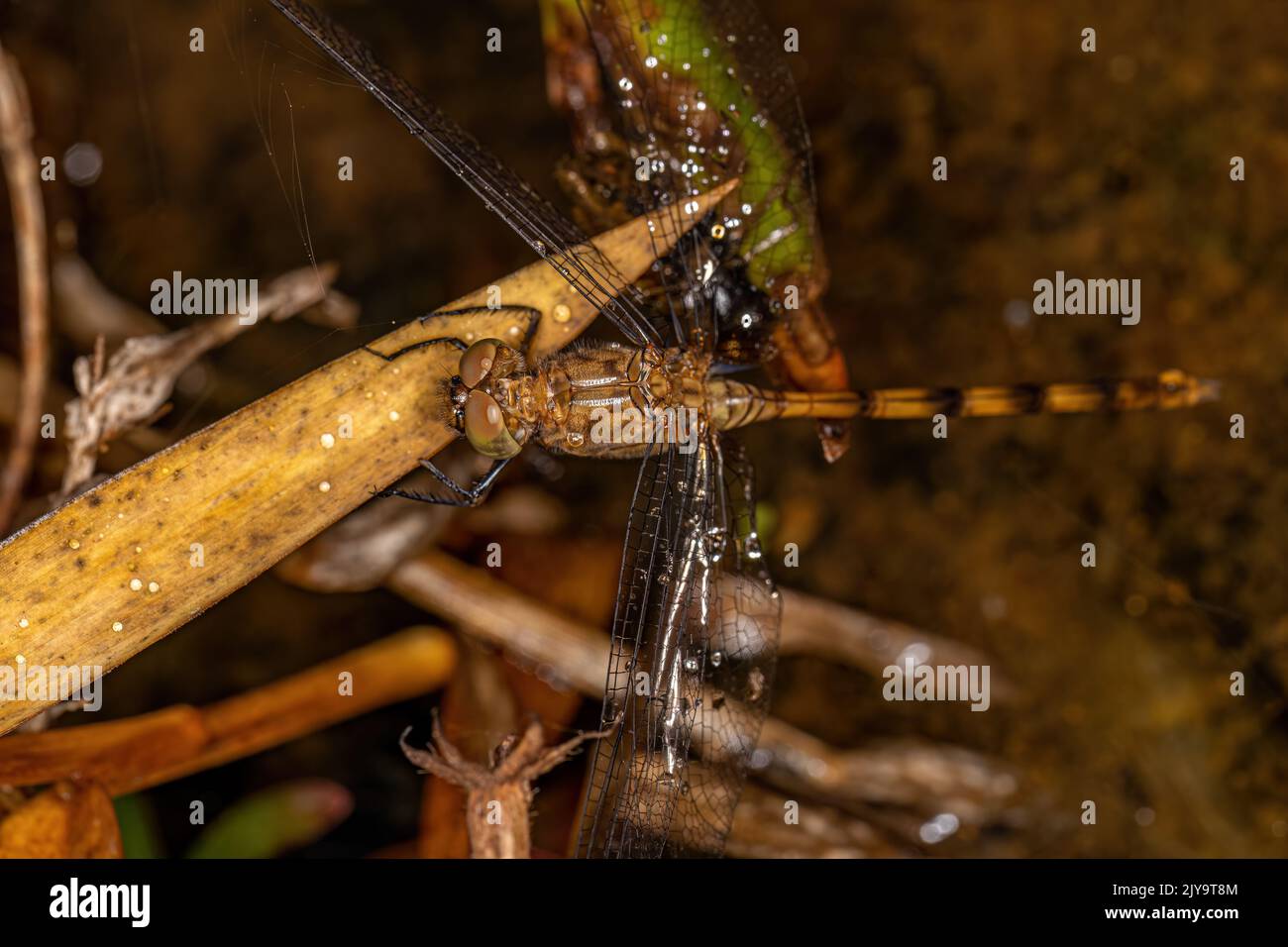 Adult Dragonfly Insect of the Family Libellulidae Stock Photo - Alamy