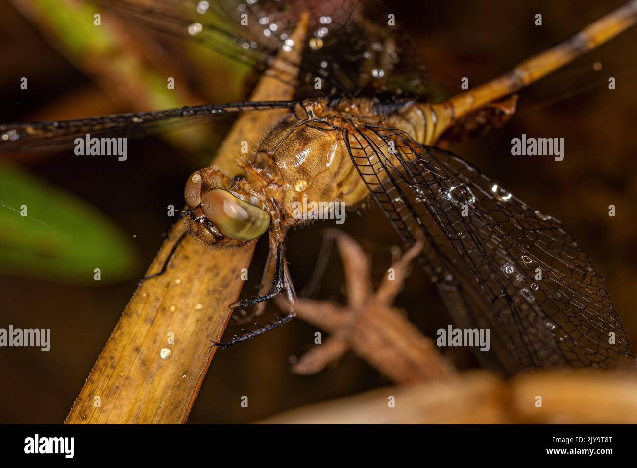 Adult Dragonfly Insect of the Family Libellulidae Stock Photo - Alamy