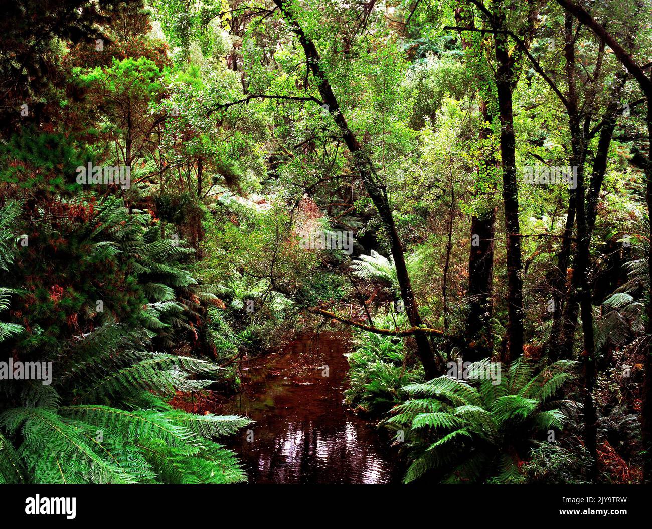 Fern Trees and Forest in the Otway National Park, Victoria, Australia ...