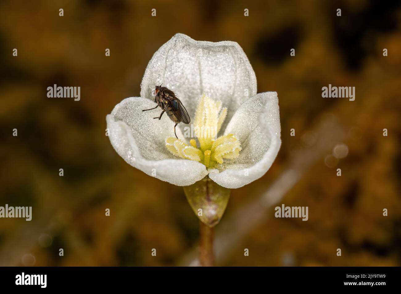 Adult Shore Fly of the Family Ephydridae Stock Photo - Alamy
