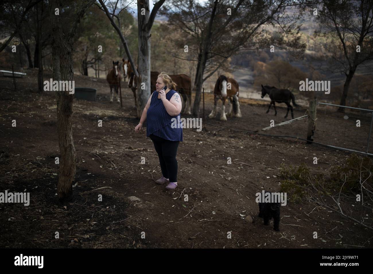 Lisa Poulsen, 49, is trying to nurse her horses back to health after ...