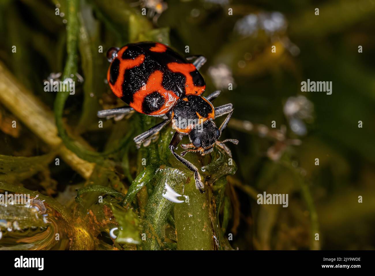 Adult Lady Beetle of the species Coleomegilla occulta Stock Photo - Alamy
