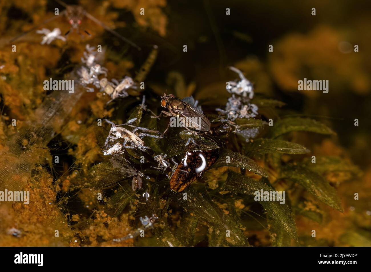 Adult Shore Fly of the Family Ephydridae Stock Photo - Alamy