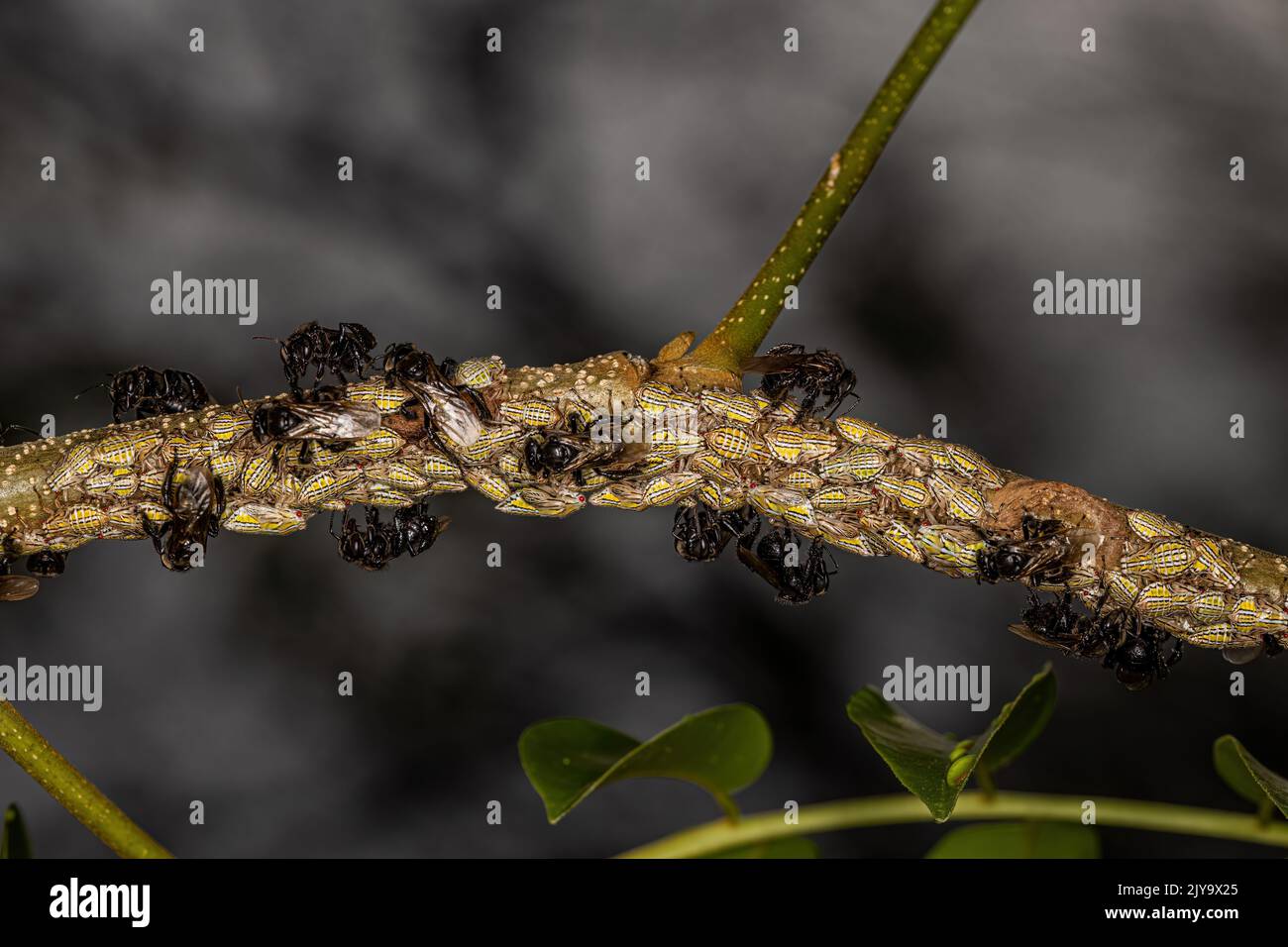 Adult Stingless Bee of the Tribe Meliponini with Aetalionid Treehopper ...