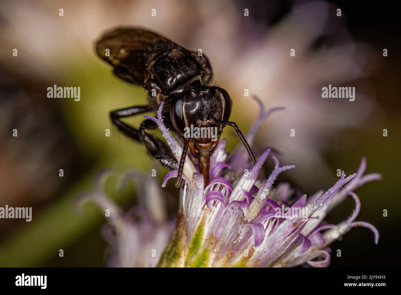 Adult Stingless Bee of the Genus Partamona Stock Photo - Alamy