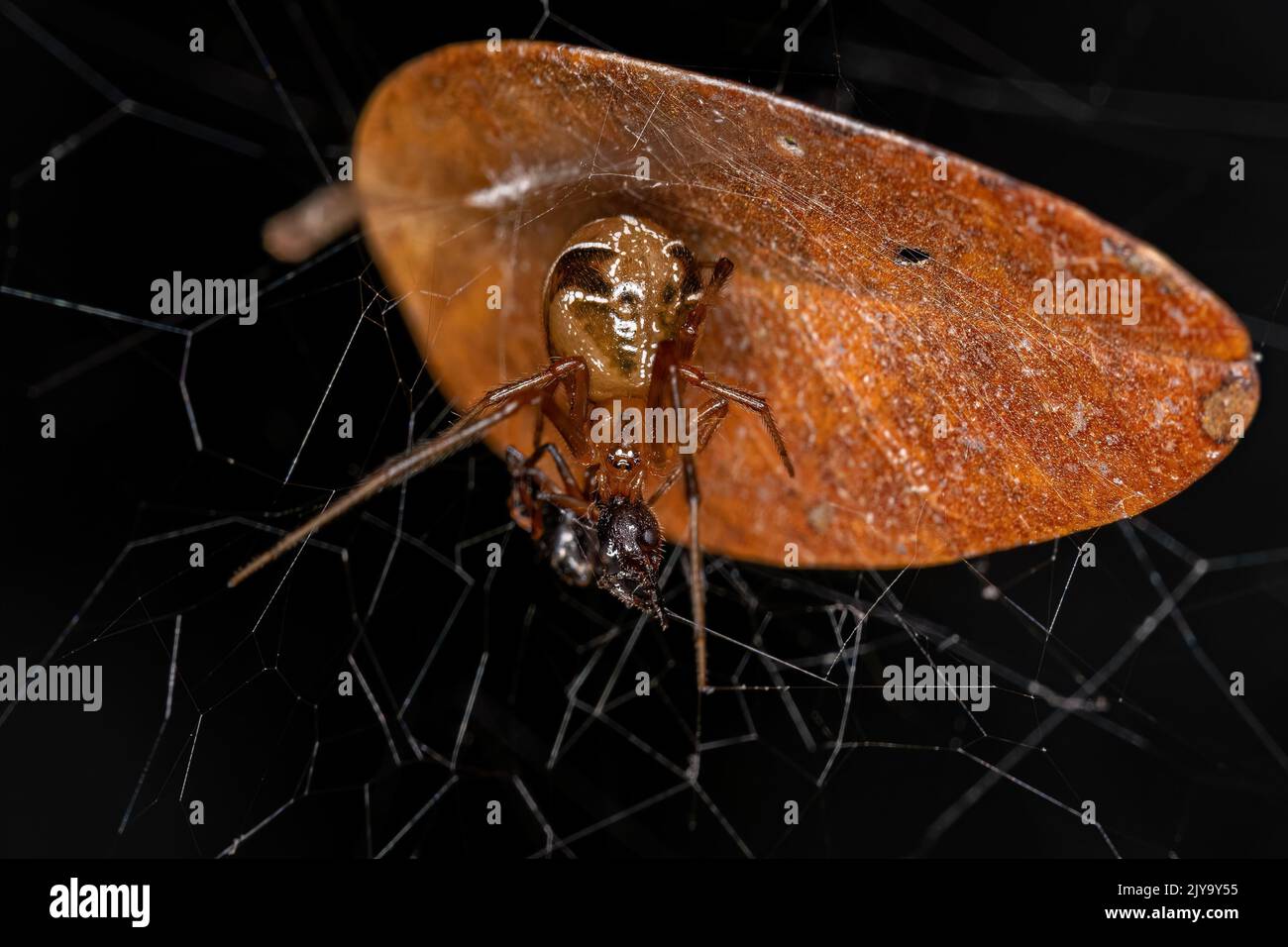 Adult Female Comb footed Platform Spider of the species Nihonhimea ...