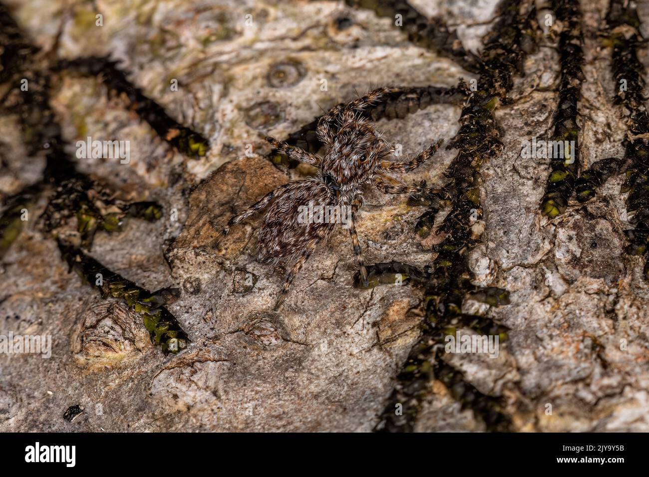 small jumping spider of the species Platycryptus magnus on a tree trunk ...