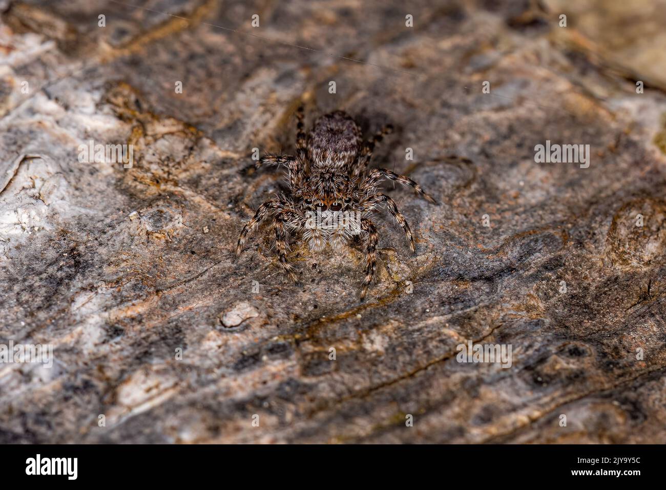 small jumping spider of the species Platycryptus magnus on a tree trunk ...