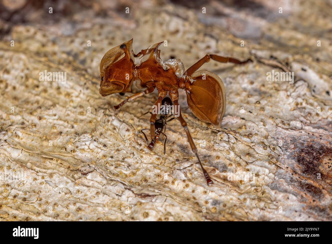 Small Leptomyrmecine Ant of the Tribe Leptomyrmecini biting an Adult ...
