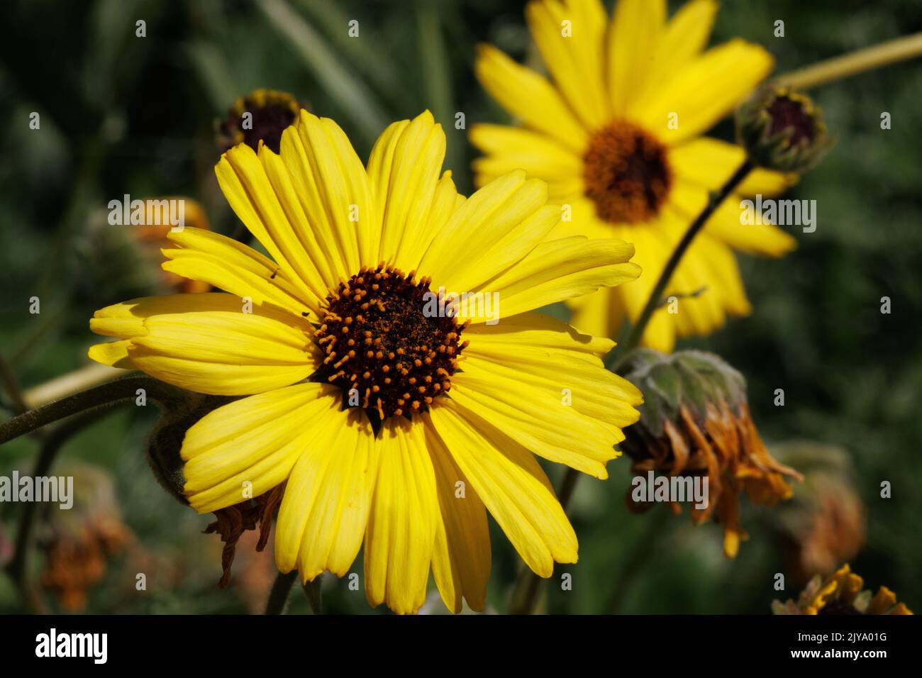 Yellow flowering racemose radiate head inflorescences of Encelia ...