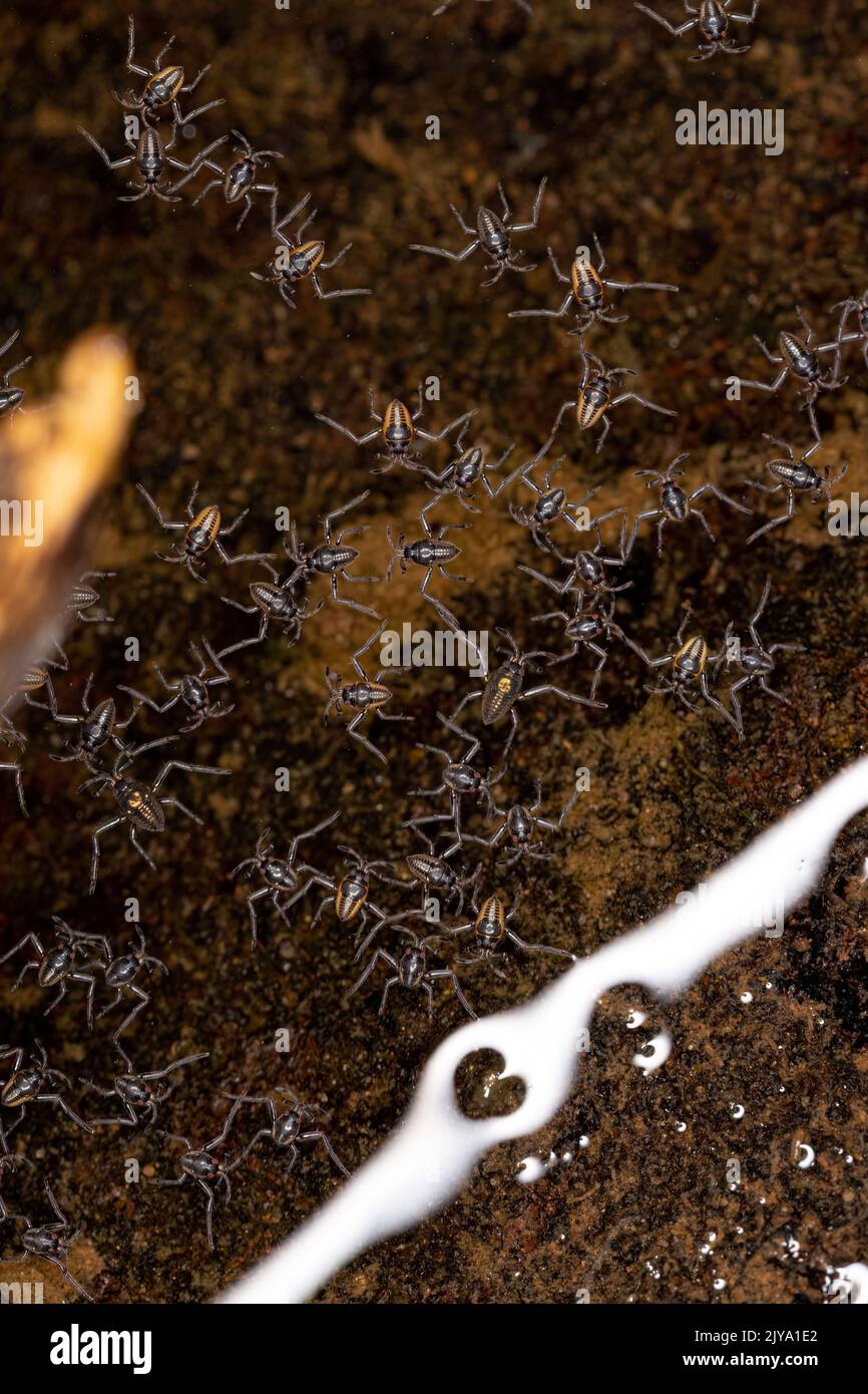 Small Ripple Bugs of the genus Rhagovelia Stock Photo - Alamy
