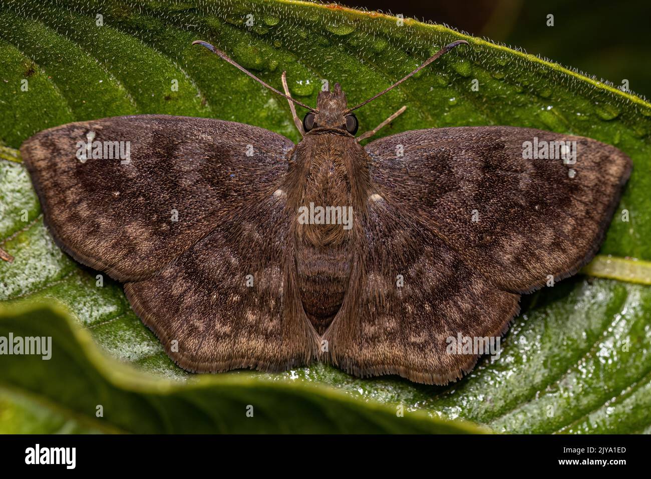 Adult Brown Moth of the genus Nisoniades Stock Photo - Alamy