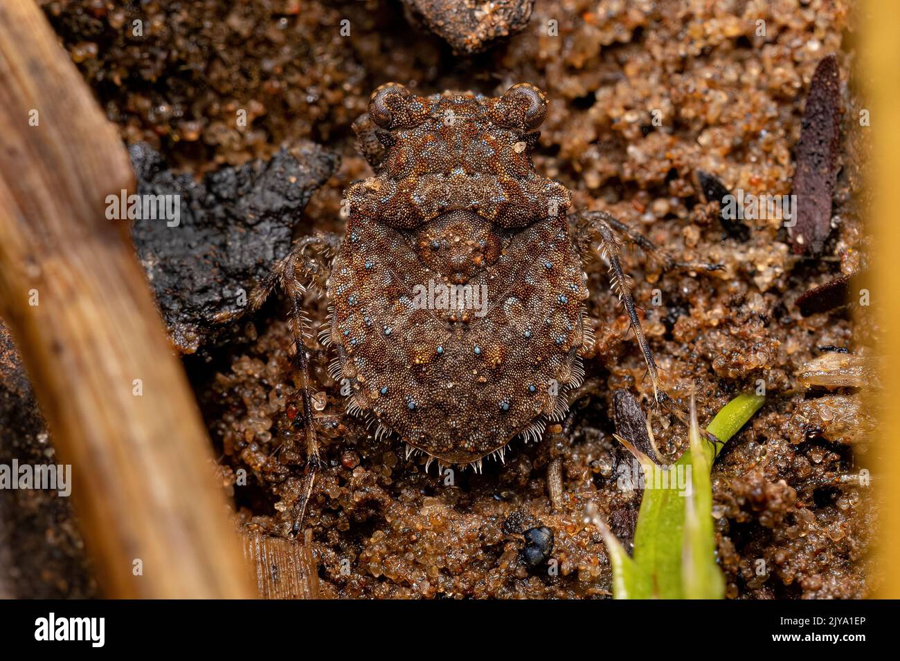 Adult Toad Bug of the Genus Gelastocoris Stock Photo - Alamy