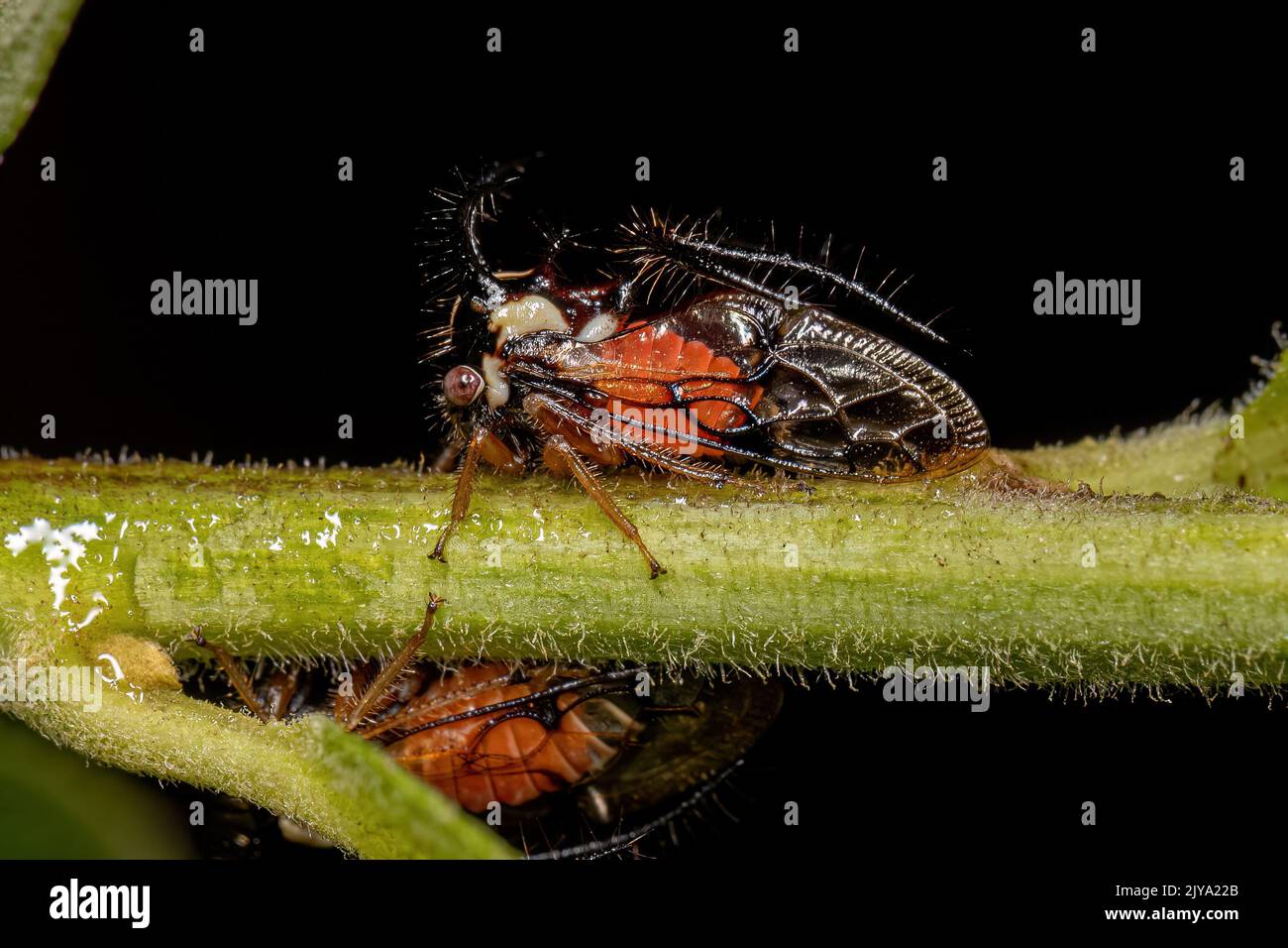 Adult Treehopper Insect of the species Cyphonia trifida Stock Photo - Alamy