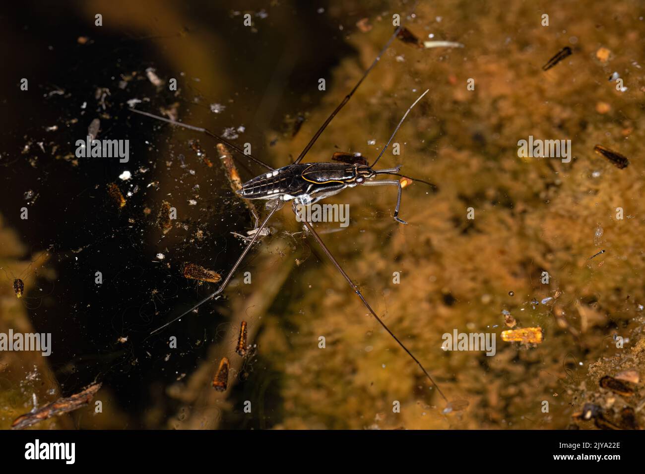 Adult Striped Pond Skater of the Genus Limnogonus Stock Photo - Alamy