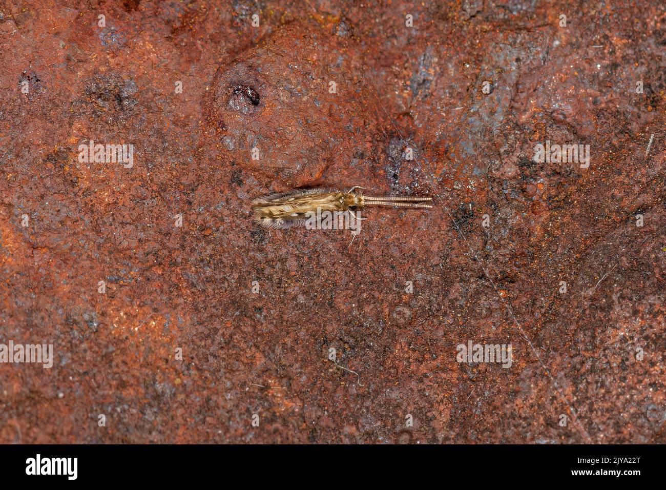 Microcaddisflies hi-res stock photography and images - Alamy