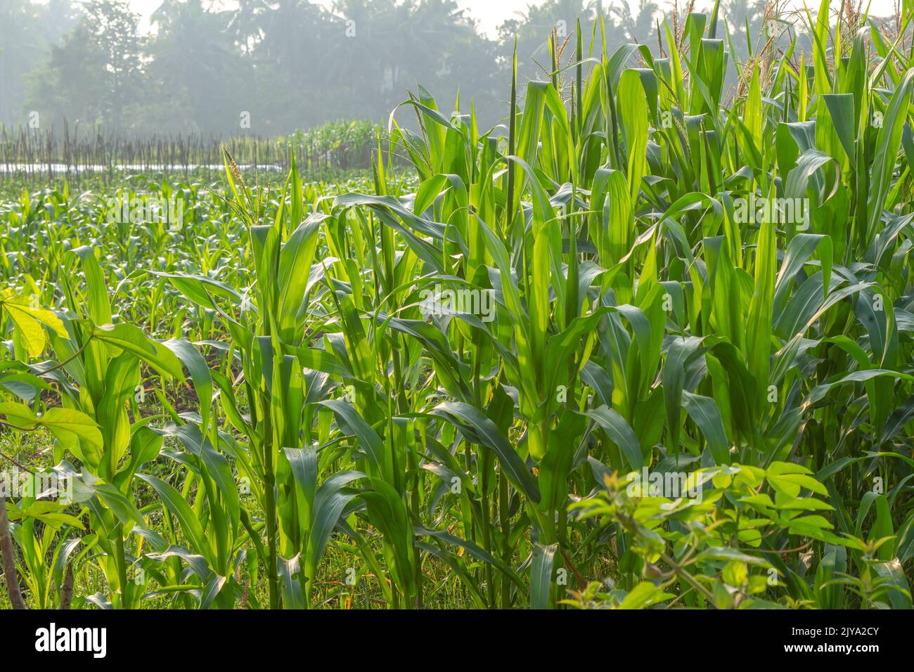 Mature corn field in bloom, fresh green leaves on a clear sky ...