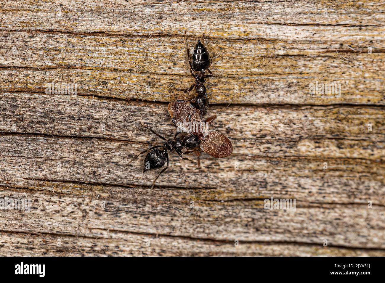 Adult Female Winged Cocktail Ants of the Genus Crematogaster attacking ...