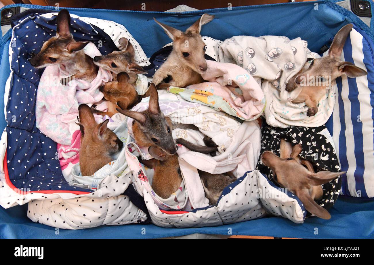 A cart of orphaned Kangaroo and Wallaby joeys are seen at Australia Zoo ...