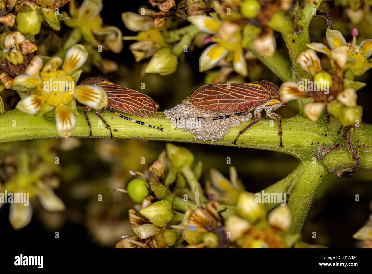 Adult Aetalionid Treehopper of the species Aetalion reticulatum Stock ...